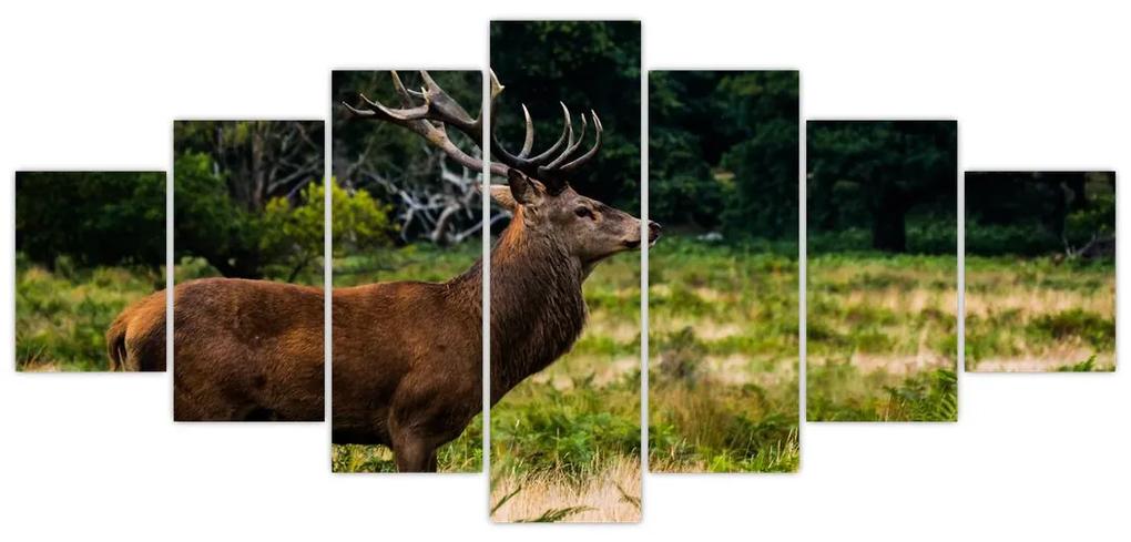 Obraz jelena (210x100 cm)