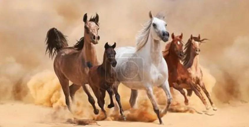 Vliesová fototapeta Koně v písku 215 x 110 cm