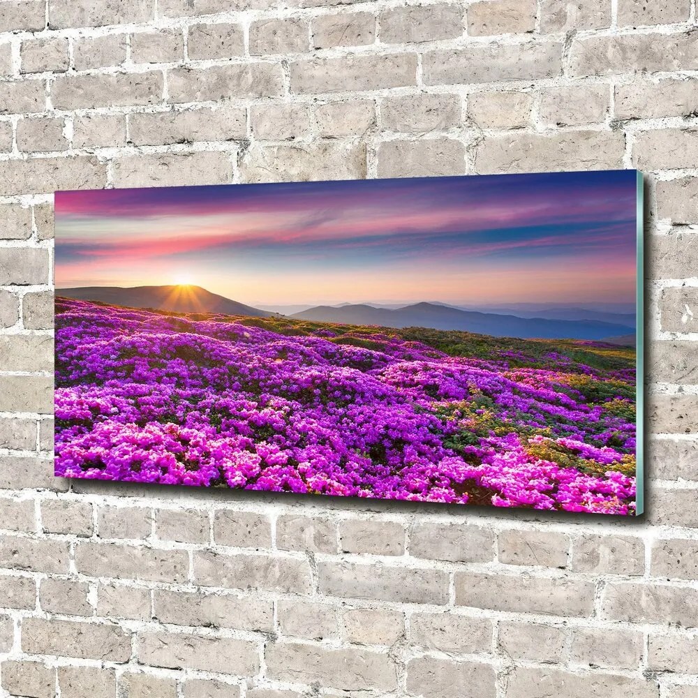 Wallmuralia Foto-obrah sklo tvrzené Květiny v horách 140x70 cm