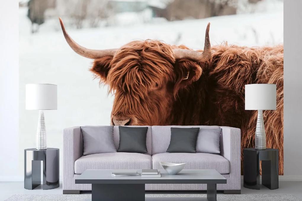DIMEX | Samolepicí vliesová fototapeta na zeď Skotská hnědá kráva MA-5-0459 | 375 x 250 cm | bílá, hnědá