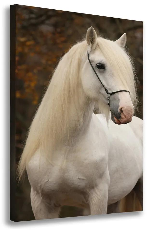 Wallmuralia Foto obraz na plátně do obýváku Bílý kůň 70x100 cm