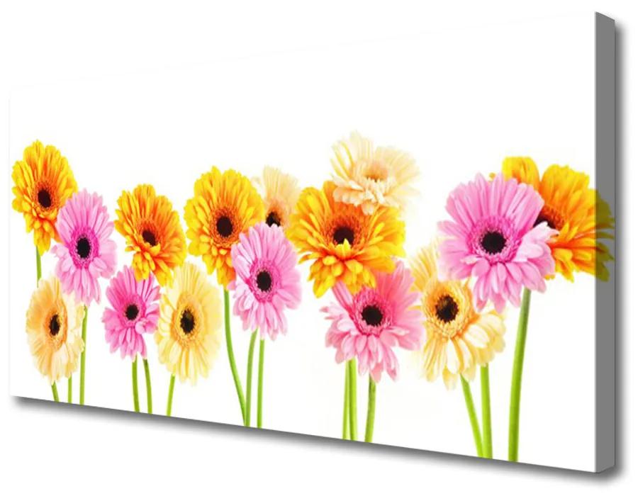 Obraz na plátně Barevné Květiny Gerbery 100x50cm