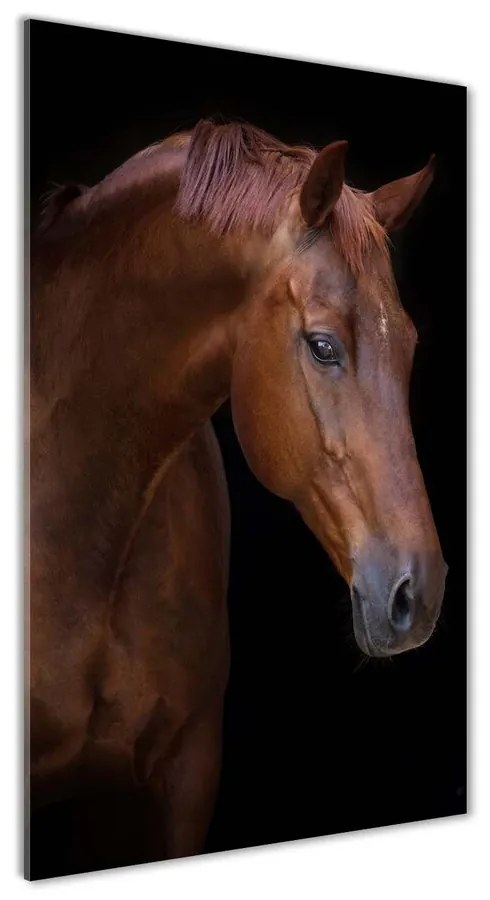 Wallmuralia Foto obraz sklo tvrzené Portrét koně 50x100 cm