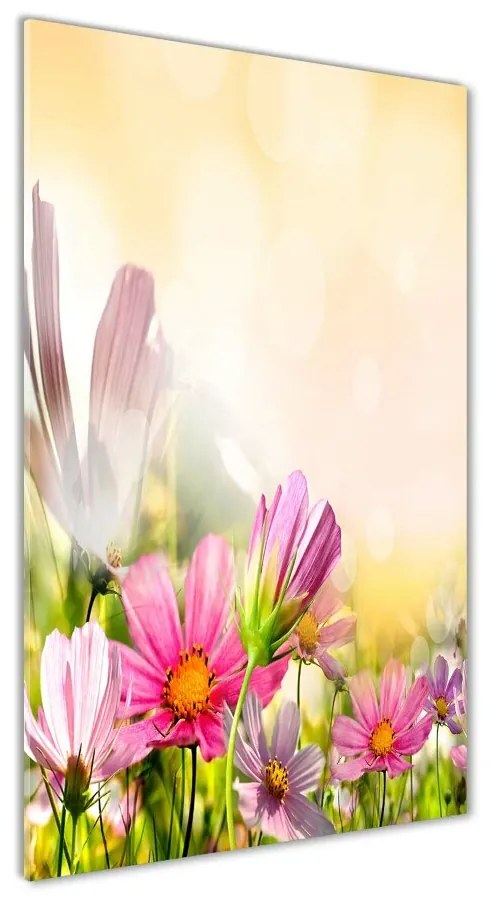 Wallmuralia Vertikální Foto obraz sklo tvrzené Polní květiny 50x100