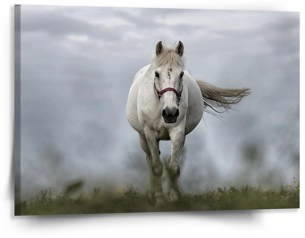 Obraz - Bílý kůň 3 150x110 cm