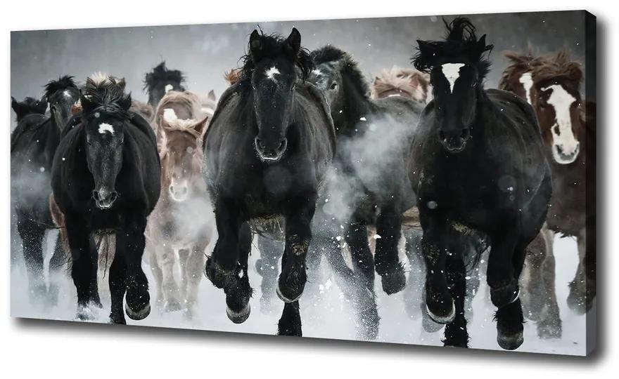 Wallmuralia Moderní fotoobraz canvas na rámu Koně ve cvalu 100x50 cm