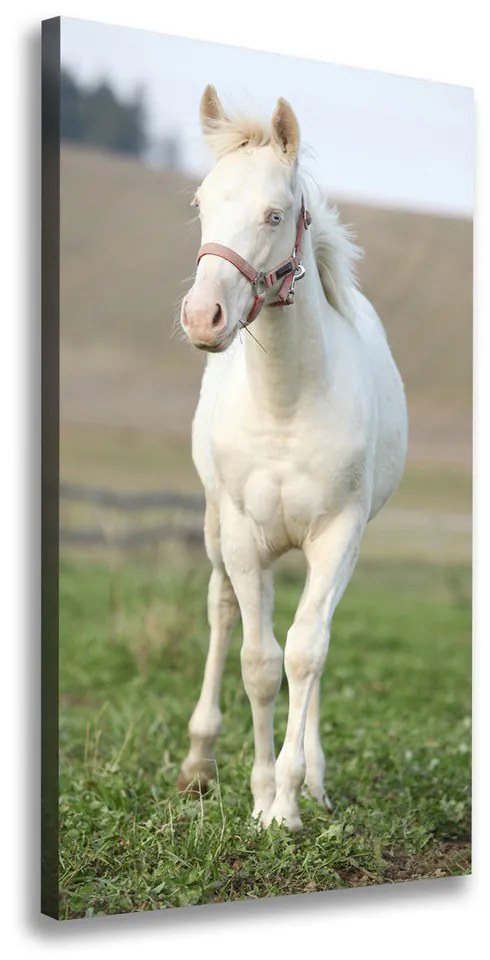 Wallmuralia Foto obraz na plátně do obýváku Kůň albín 70x140 cm