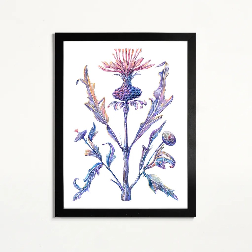 Filip Šenkeřík | Centaurea Rám: Bílý, Velikost: 70 x 50 cm