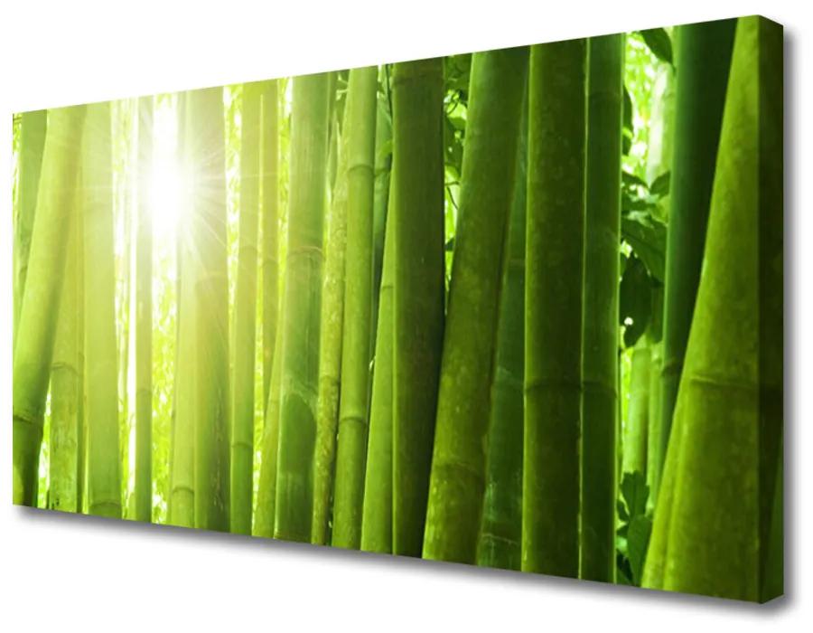 Obraz na plátně Bambus Rostlina 125x50 cm