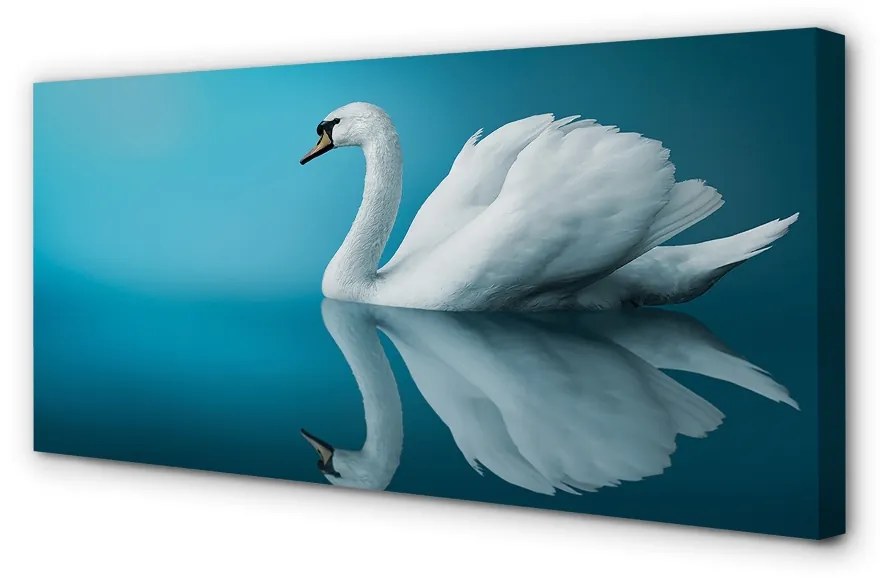 Obrazy na plátně Swan ve vodě 100x50 cm