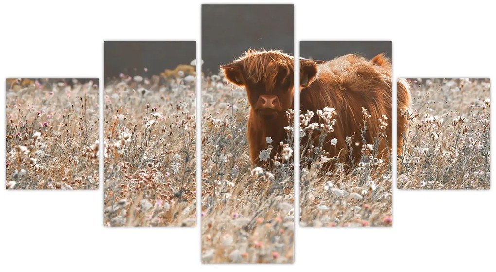 Obraz - Skotská kráva v kvítí (125x70 cm)