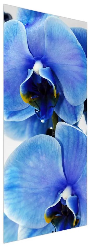 Fototapeta na dveře - Modrý květ (95x205cm)