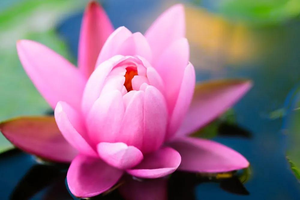 Obraz nádherný růžový květ na jezeře Varianta: 90x60