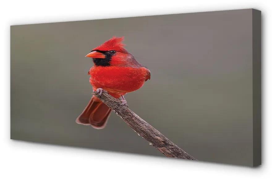 Obrazy na plátně Red papoušek na větvi 140x70 cm