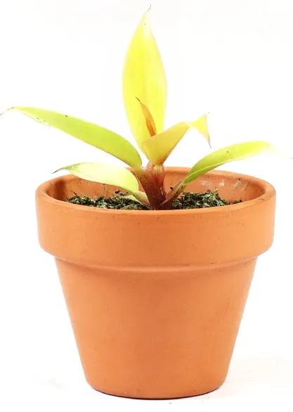 Pokojová rostlina Philodendron Orange, průměr 6 cm
