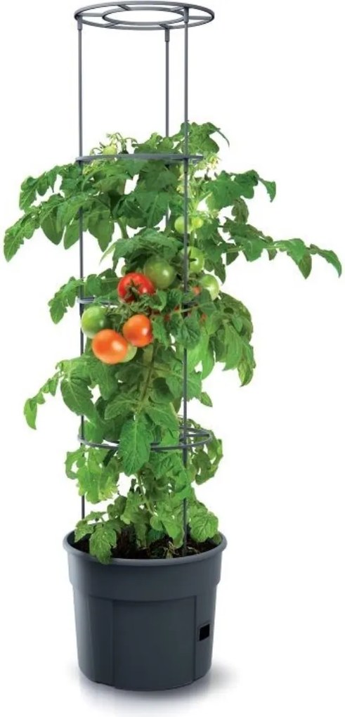 PROSPERPLAST Květináč na pěstování rajčat TOMATO GROWER antracit 39,2cm (max. výška: 153cm)