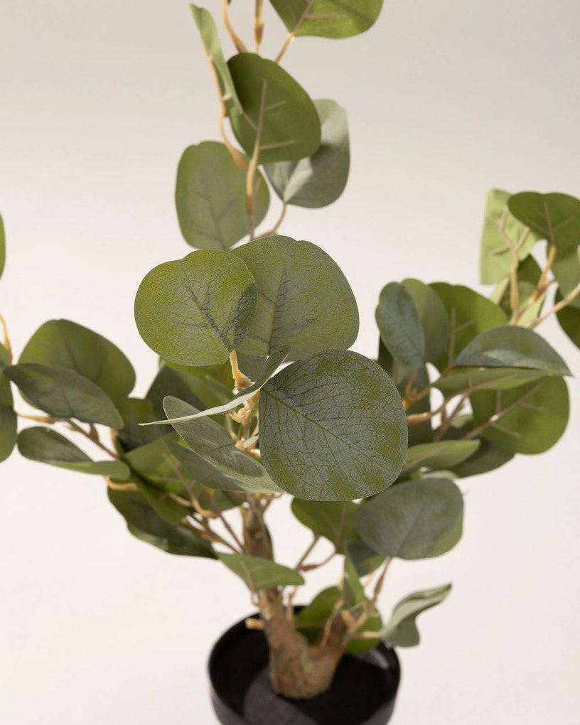 Eukalyptus Mini v květináči 50 cm