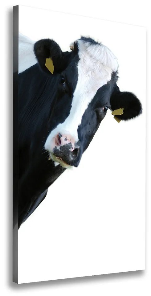 Wallmuralia Foto obraz na plátně Flekatá kráva 60x120 cm