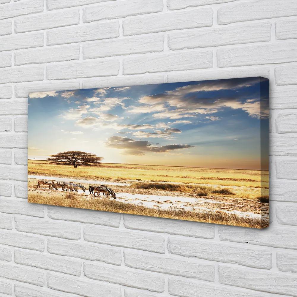 Obrazy na plátně Zebra mraky strom 100x50 cm
