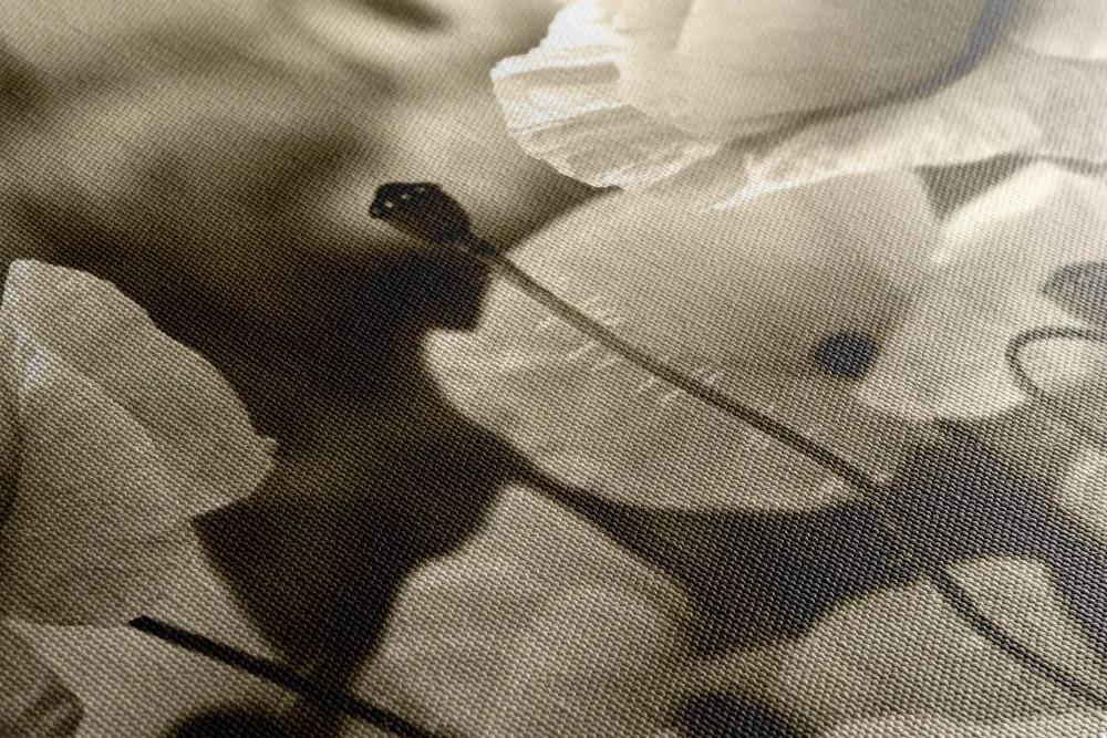 Obraz pole divokých máků v sépiovém provedení Varianta: 120x80