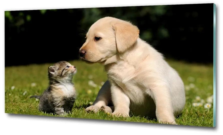 Wallmuralia Foto obraz skleněný horizontální Pes a kočka na louce 100x50