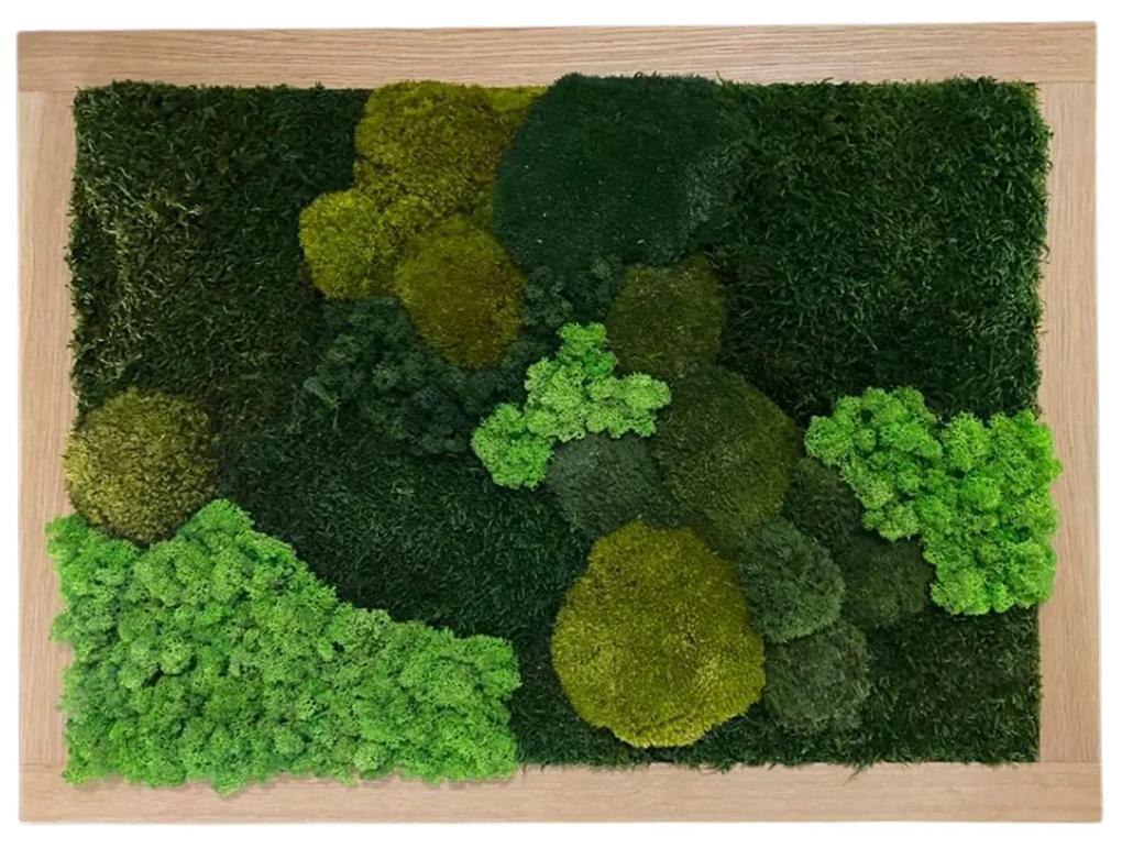 WOODILO Mechový obraz 202 | 70x50 cm | rám přírodní dub  | IHNED K ODESLÁNÍ