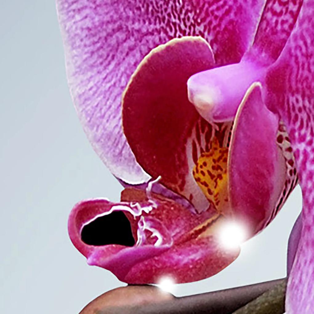 Malvis ® Tapeta Orchidej na vodě Vel. (šířka x výška): 216 x 140 cm