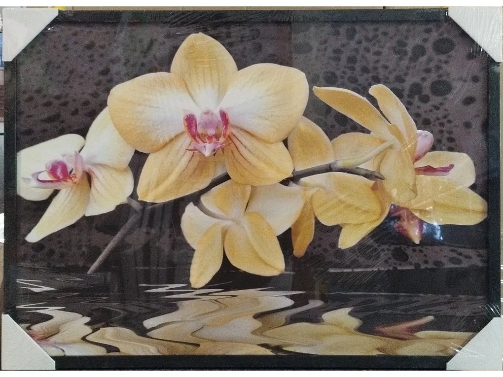 Obraz "Orchidej" - tisk na papír, zarámovaný, 73x53cm