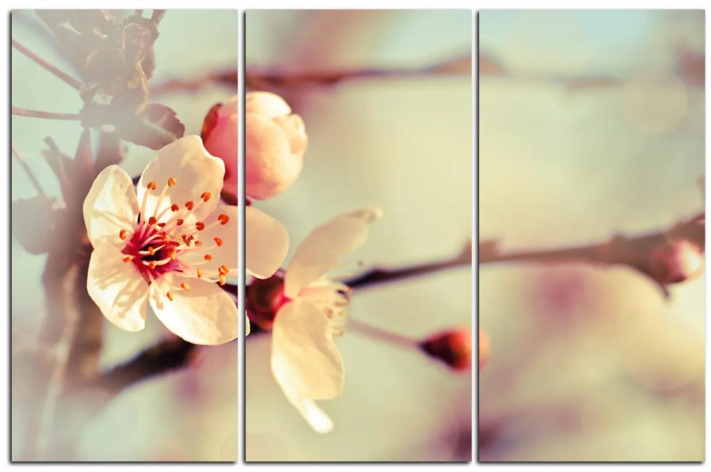 Obraz na plátně - Květ třešně 158B (105x70 cm)