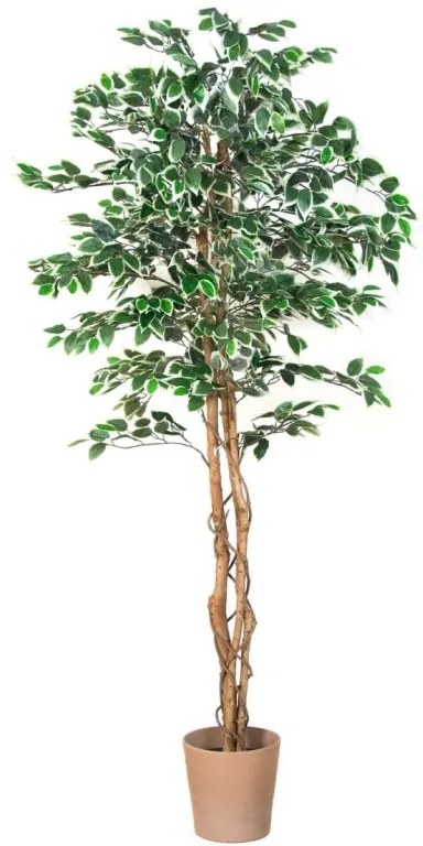 PLANTASIA 1654 Umělá květina fíkus, 190 cm