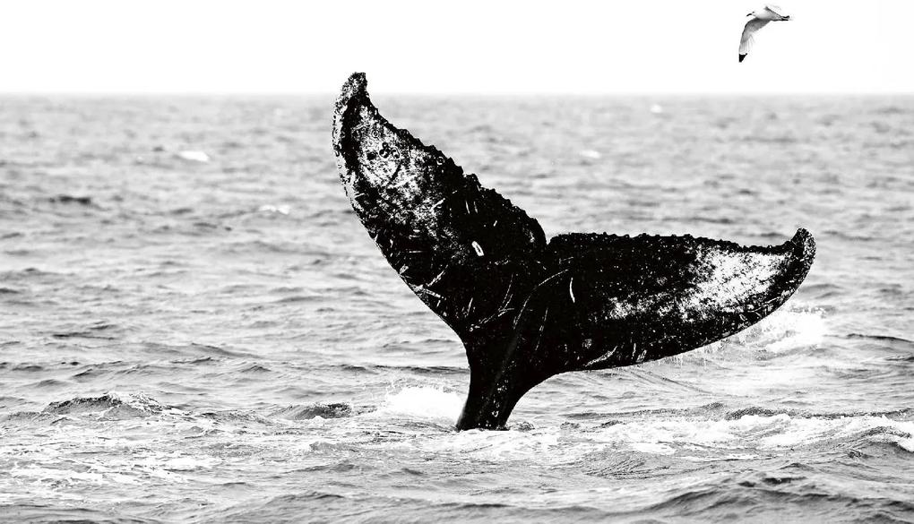 DIMEX | Vliesová fototapeta Velryba v moři MS-5-0517 | 375 x 250 cm| bílá, černá