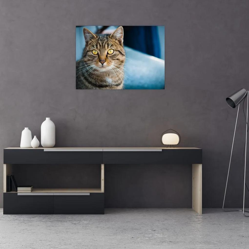 Skleněný obraz - Kočka domácí (70x50 cm)