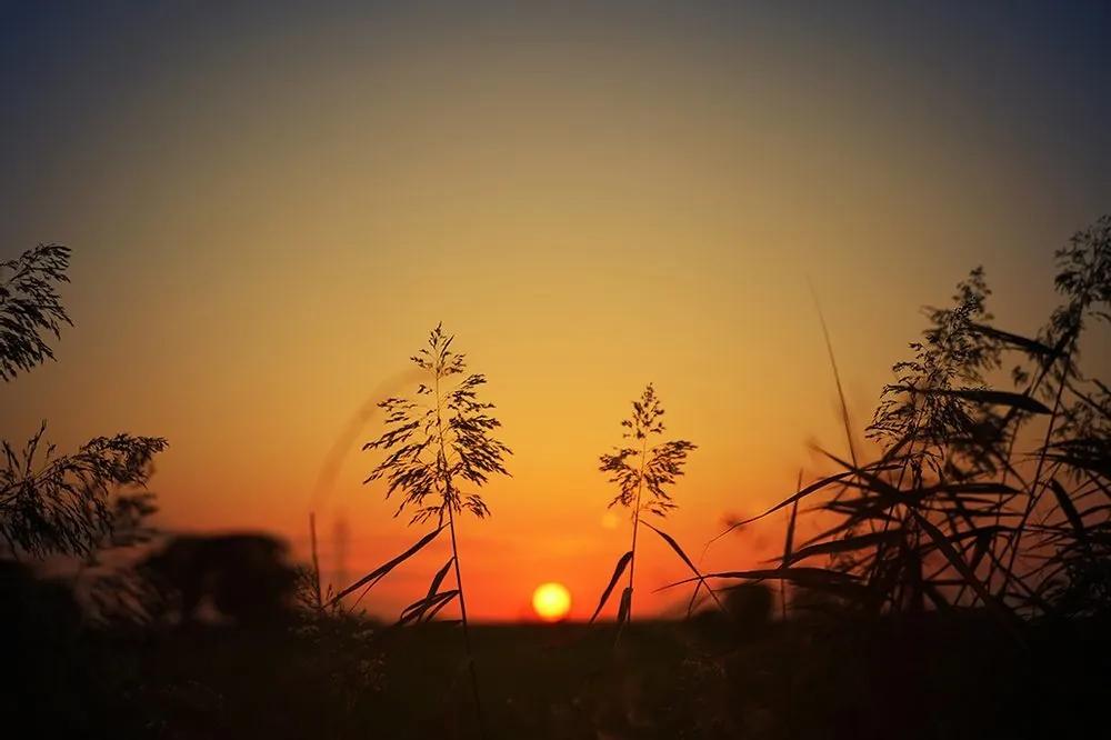Samolepící fototapeta stébla trávy při západu slunce - 150x100 cm