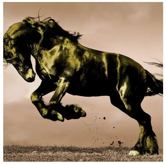 Obraz koně v pohybu  (50x50 cm), 40 dalších rozměrů