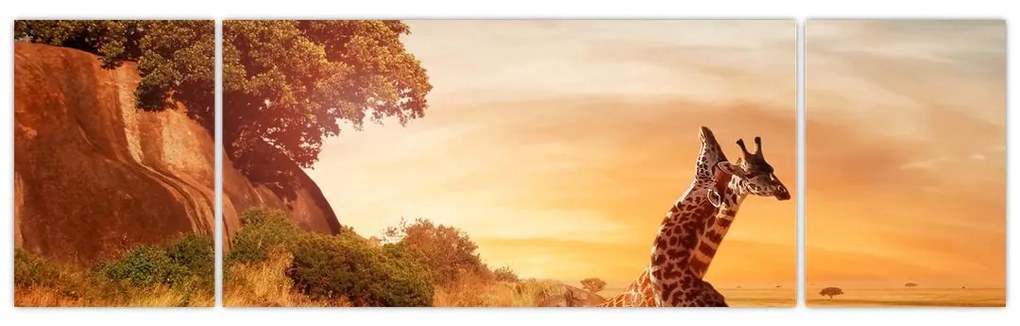 Obraz - Žirafy v Africe (170x50 cm)