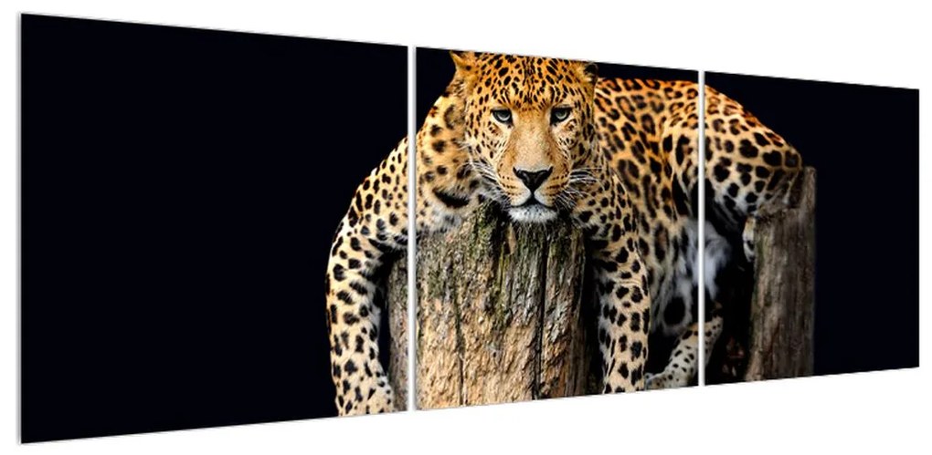 Obraz geparda (150x50 cm)