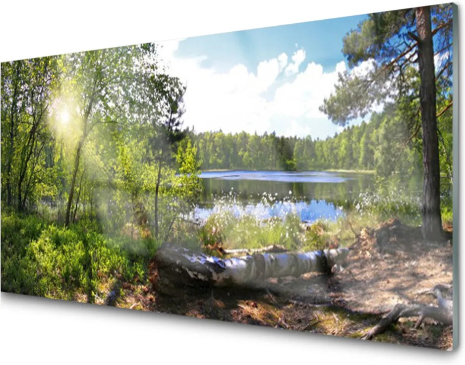 Skleněný obraz Les Stromy Jezero Příroda