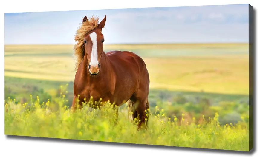 Wallmuralia Foto obraz na plátně do obýváku Hnědý kůň 120x60 cm