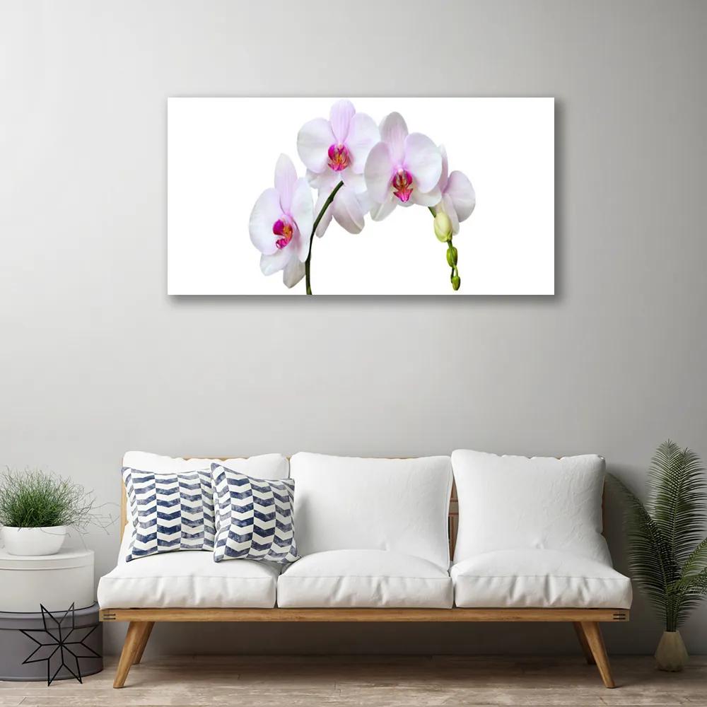 Obraz na plátně Vstavač Orchidej Květiny 100x50 cm