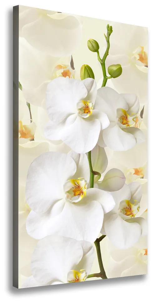 Wallmuralia Foto obraz na plátně Bílá orchidej 50x100 cm