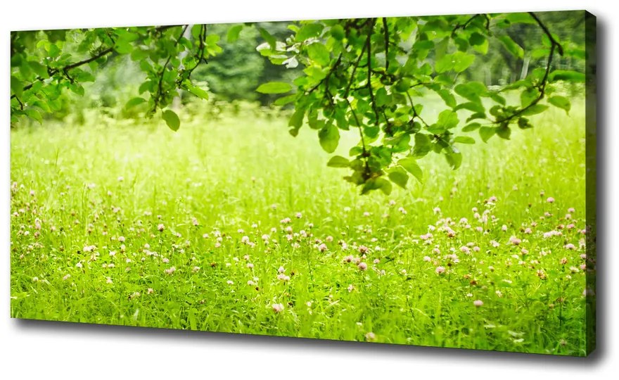 Wallmuralia Foto obraz na plátně zelená louka 100x50 cm