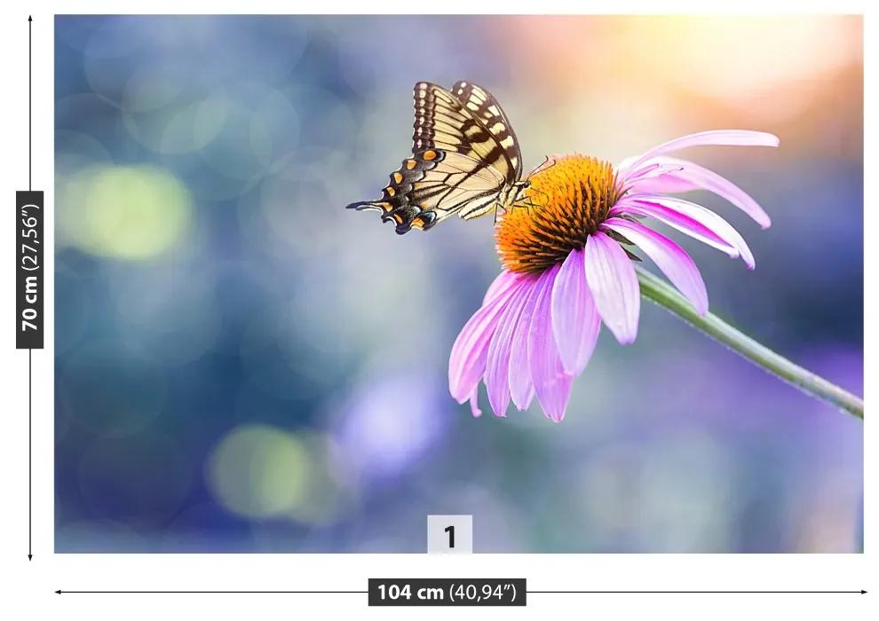 Fototapeta Echinacea Butterfly 104x70