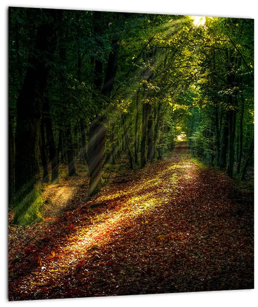 Obraz lesní cesty (30x30 cm)