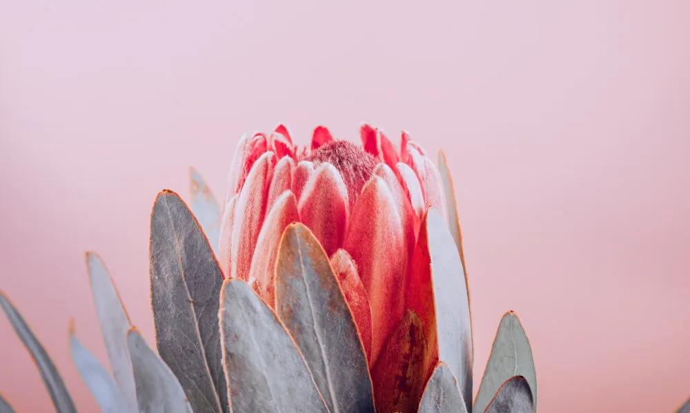 Vícedílný obraz Květina Královského Protéa Zblízka Nedostatek Nedostatek Přírodní plátno 200x120