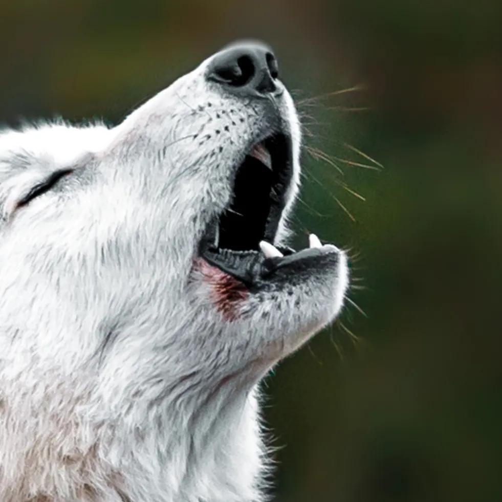 Malvis ® Tapeta Bílý vlk Vel. (šířka x výška): 360 x 260 cm