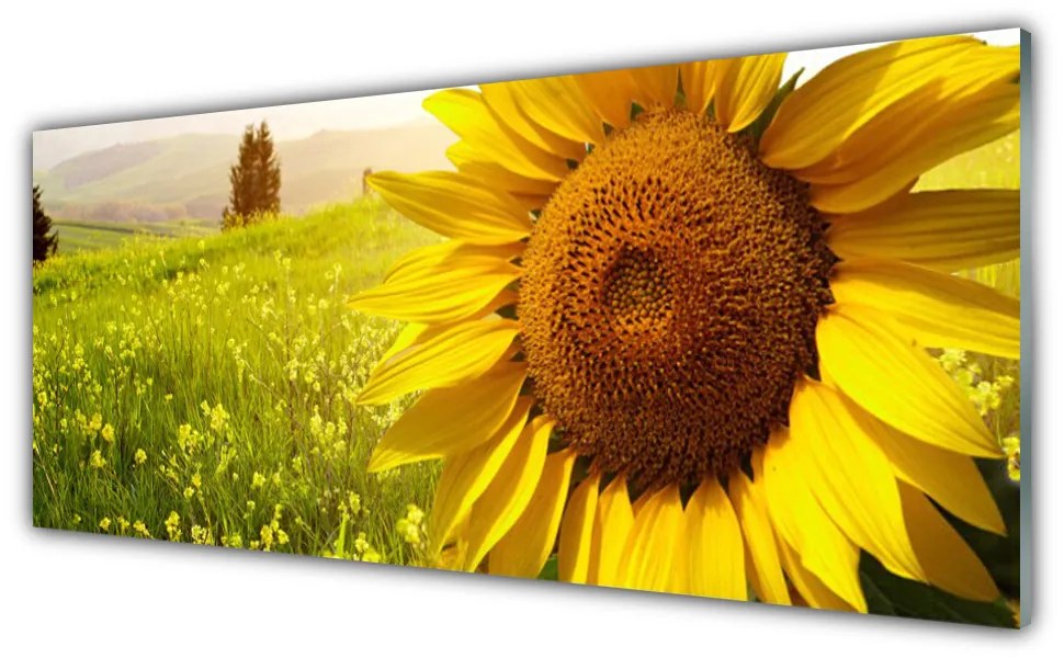 akrylový obraz Slunečnice Květ Rostlina 125x50 cm