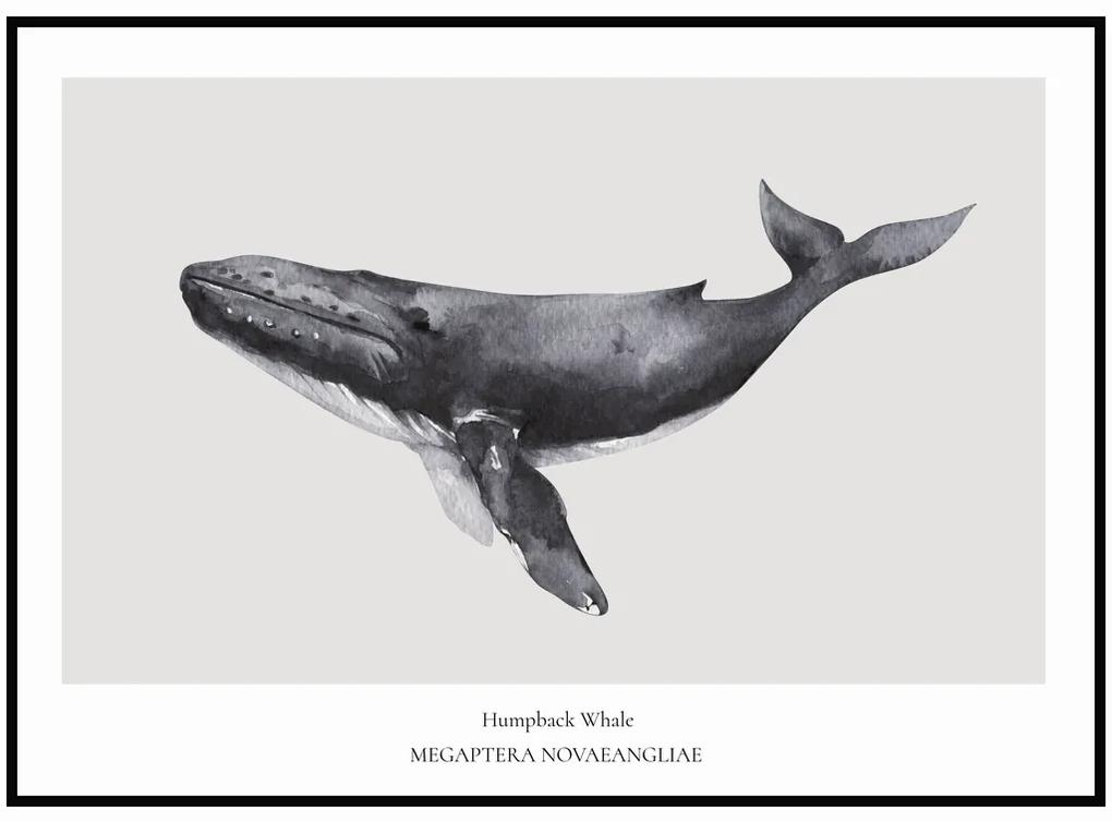 Plakát Humpback Whale 40 x 50 cm