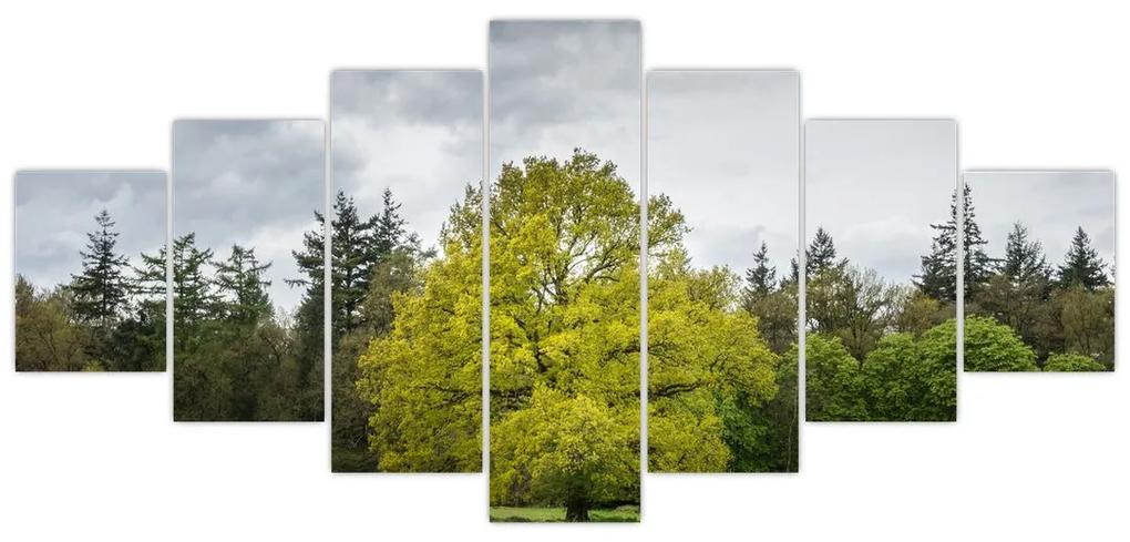 Obraz zeleného stromu uprostřed pole (210x100 cm)