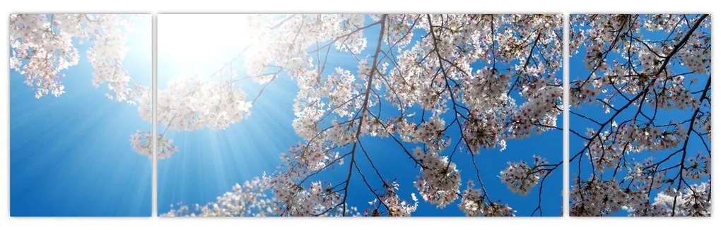 Obraz - Třešňové květy (170x50 cm)