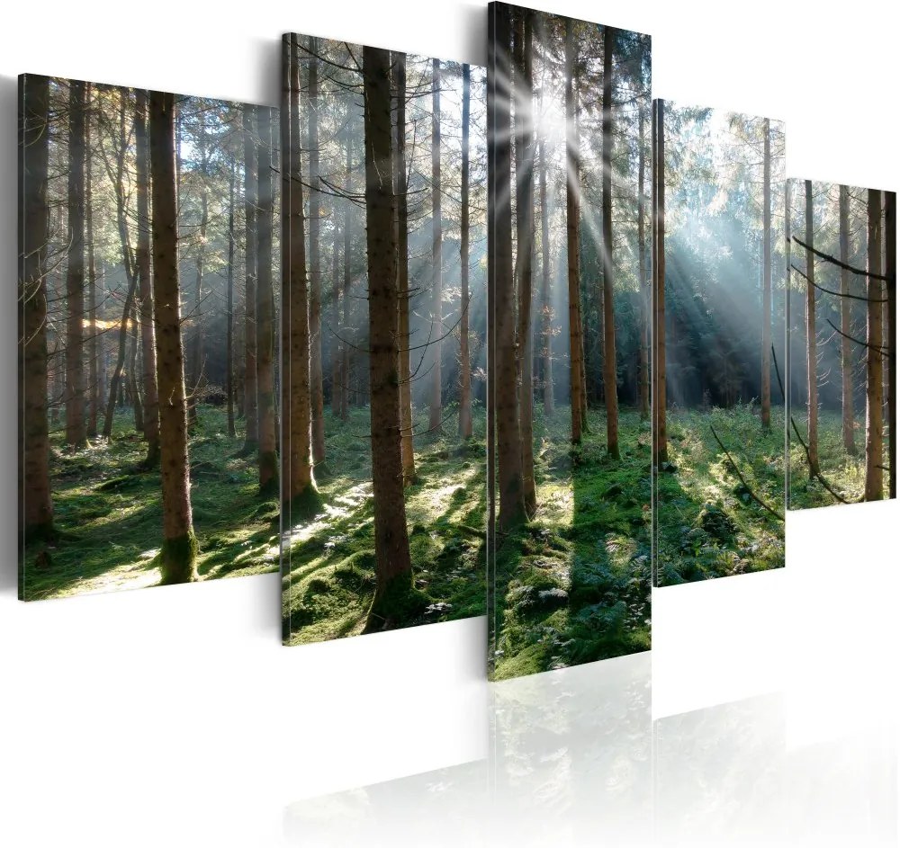 Obraz na plátně Bimago - Fairytale Forest 100x50 cm